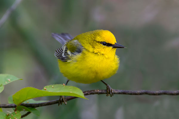 Photo Gallery - Bird Photography Life