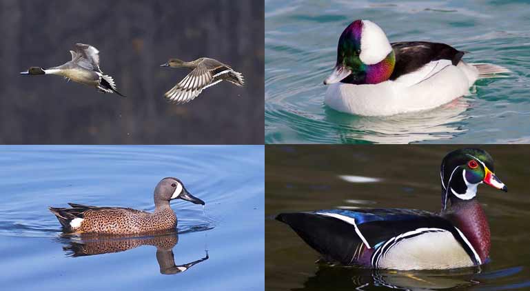 5 Tips for Amazing Waterfowl Photography - Bird Photography Life